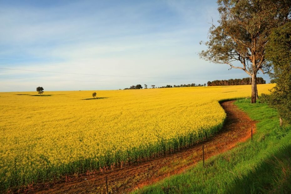 Kokia žemės kaina už hektarą yra prašoma 2025 metais?