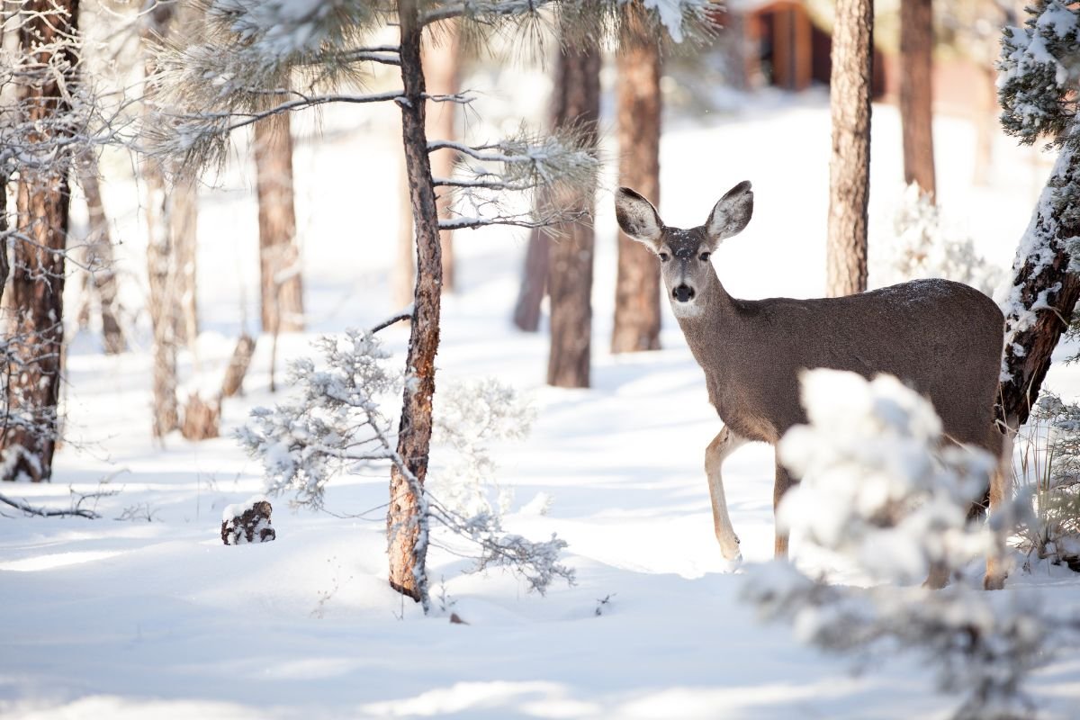 Išmokos ūkininkams 2025 m.: tiesioginių išmokų sistema